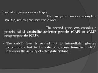 Lac operon | PPTX