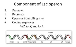 Lac operon | PPTX | Chemistry | Science