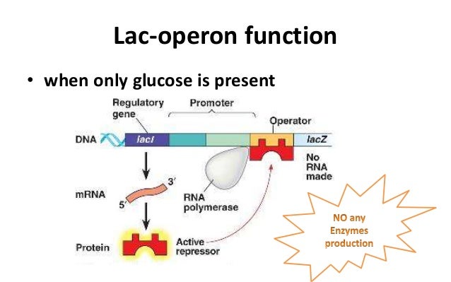 Lac operon