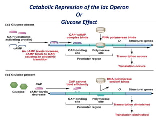 Lac operon | PPTX