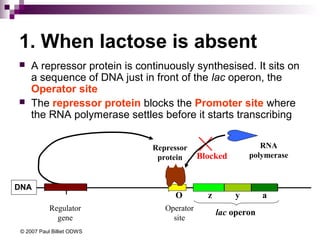 Lac operon | PPT