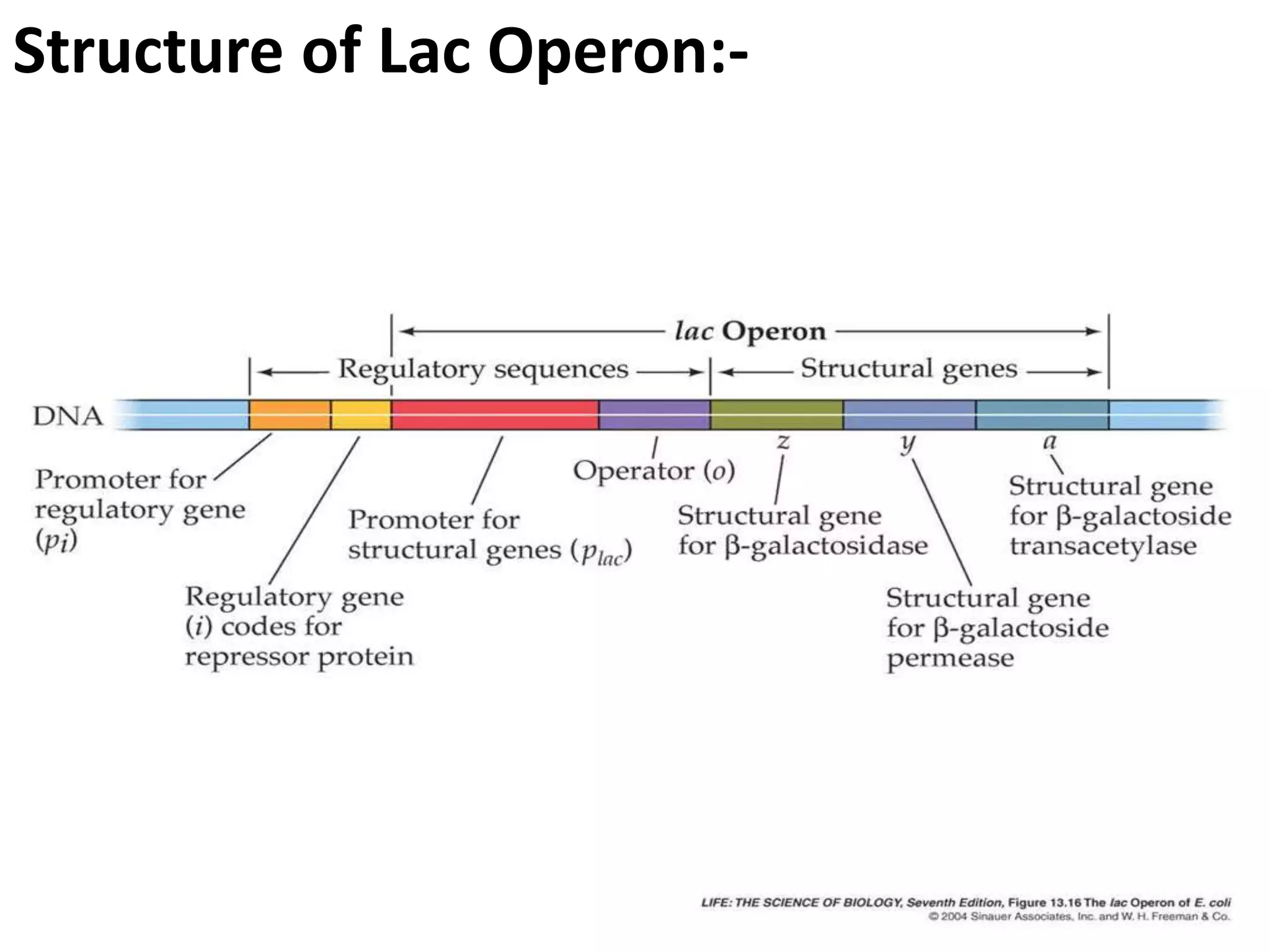 Lac operon | PPTX
