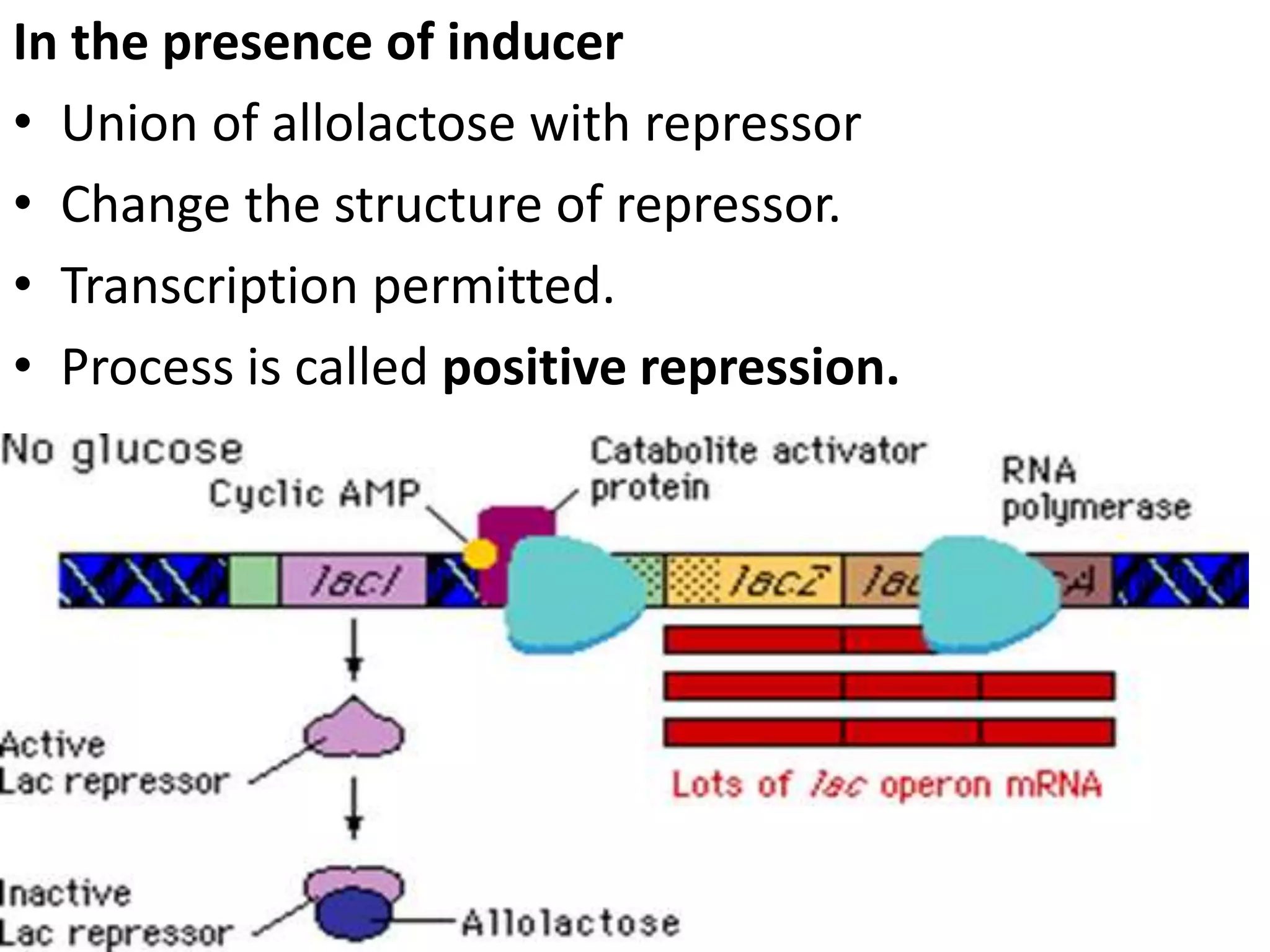 Lac operon | PPTX