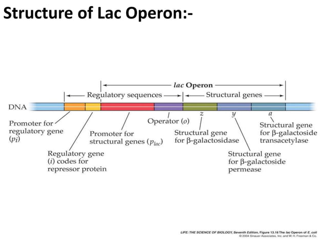 Lac operon | PPT