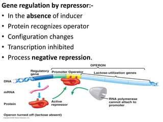 Lac operon | PPTX