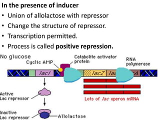 Lac operon | PPTX