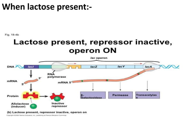 Lac operon | PPT