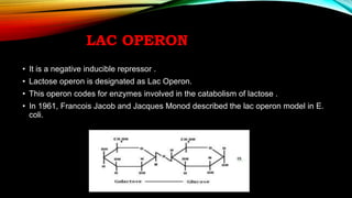 Lac operon | PPTX