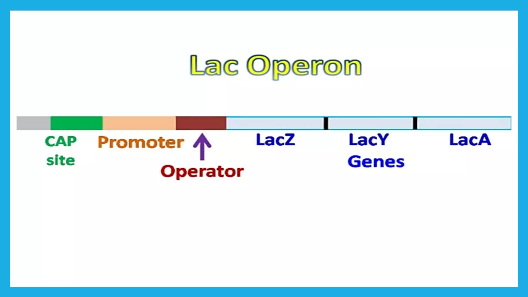 Lac operon | PPTX