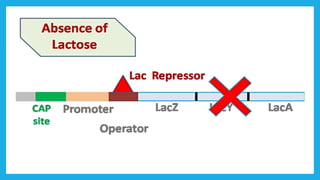 Lac operon | PPTX