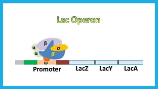 Lac operon | PPTX
