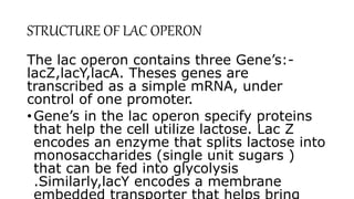 Lac operon | PPTX