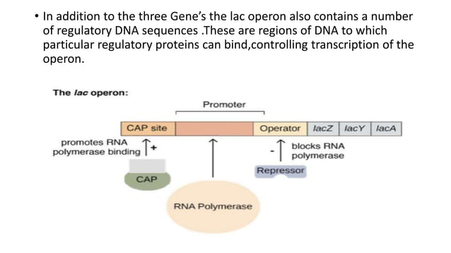 Lac operon | PPTX | Endocrine and Metabolic Diseases | Diseases and ...