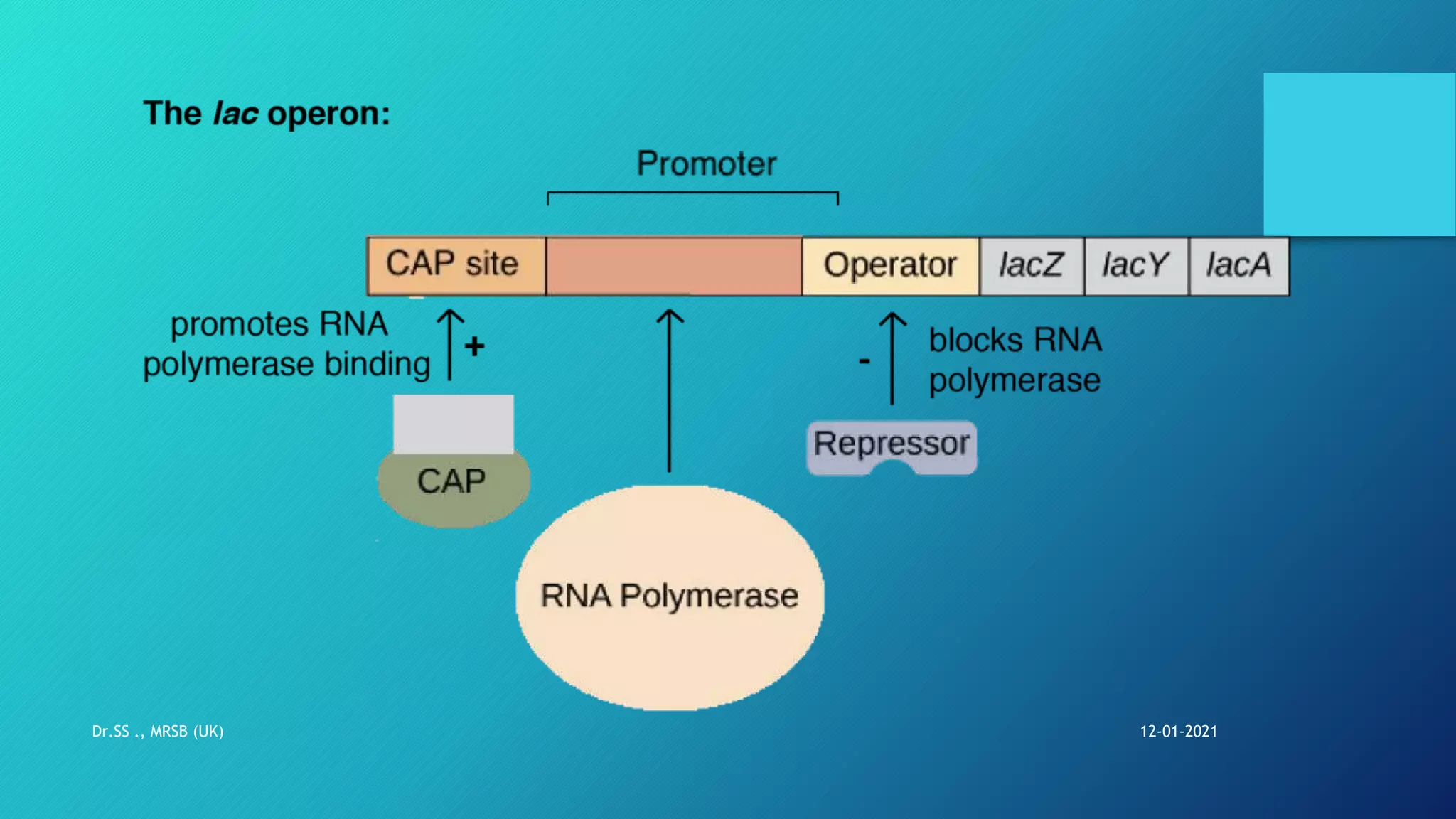 Lac operon | PPT