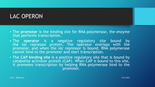 Lac operon | PPT