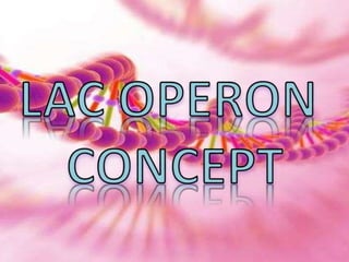 Lac operon | PPTX | Chemistry | Science