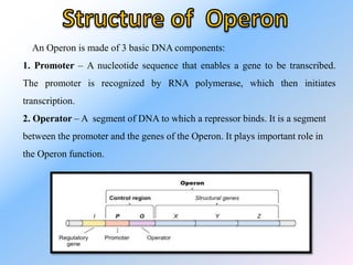 Lac operon | PPTX | Chemistry | Science