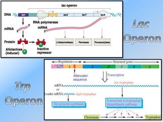 Lac operon | PPTX