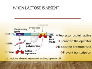 LAC OPERON.pptx