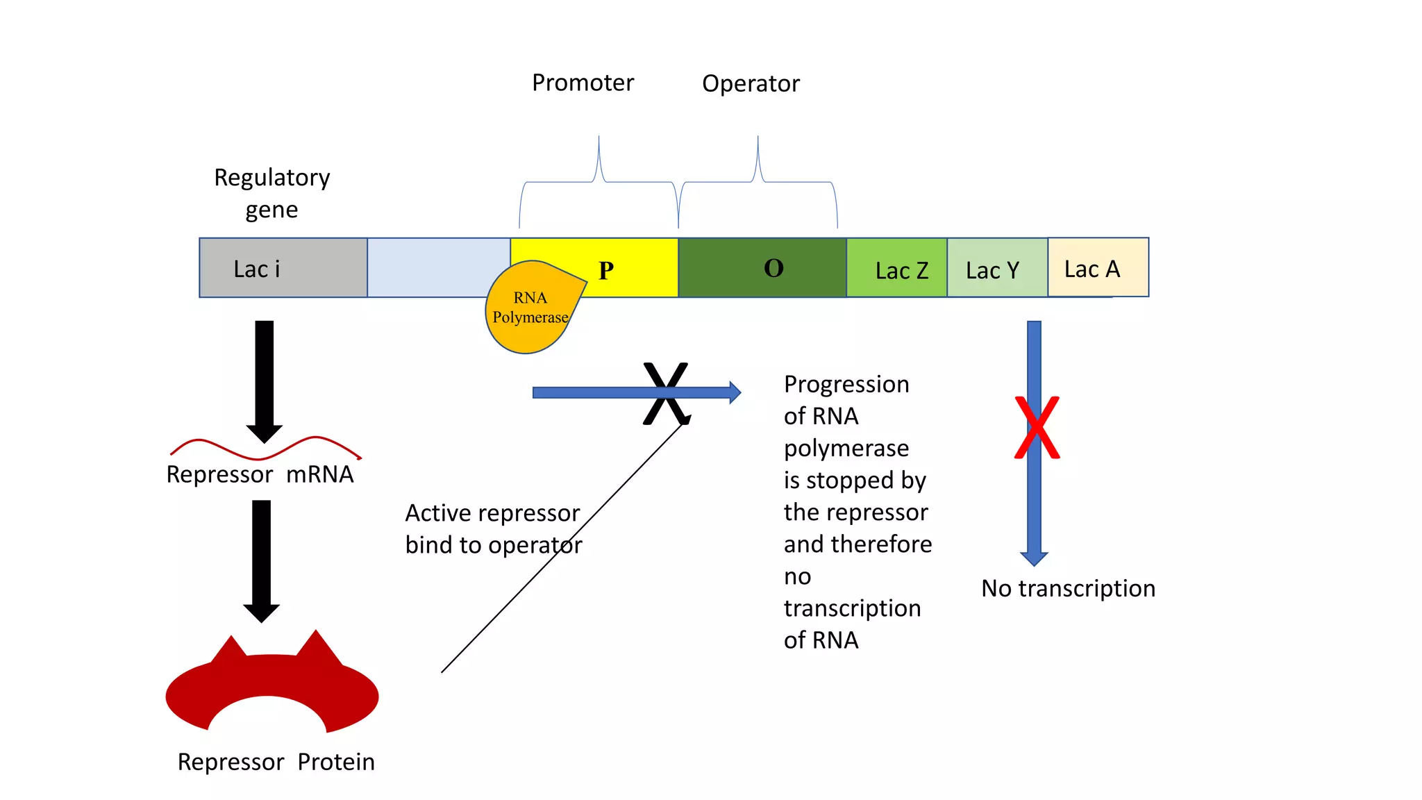 Lac operon.pptx