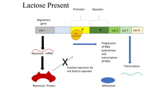 Lac operon.pptx