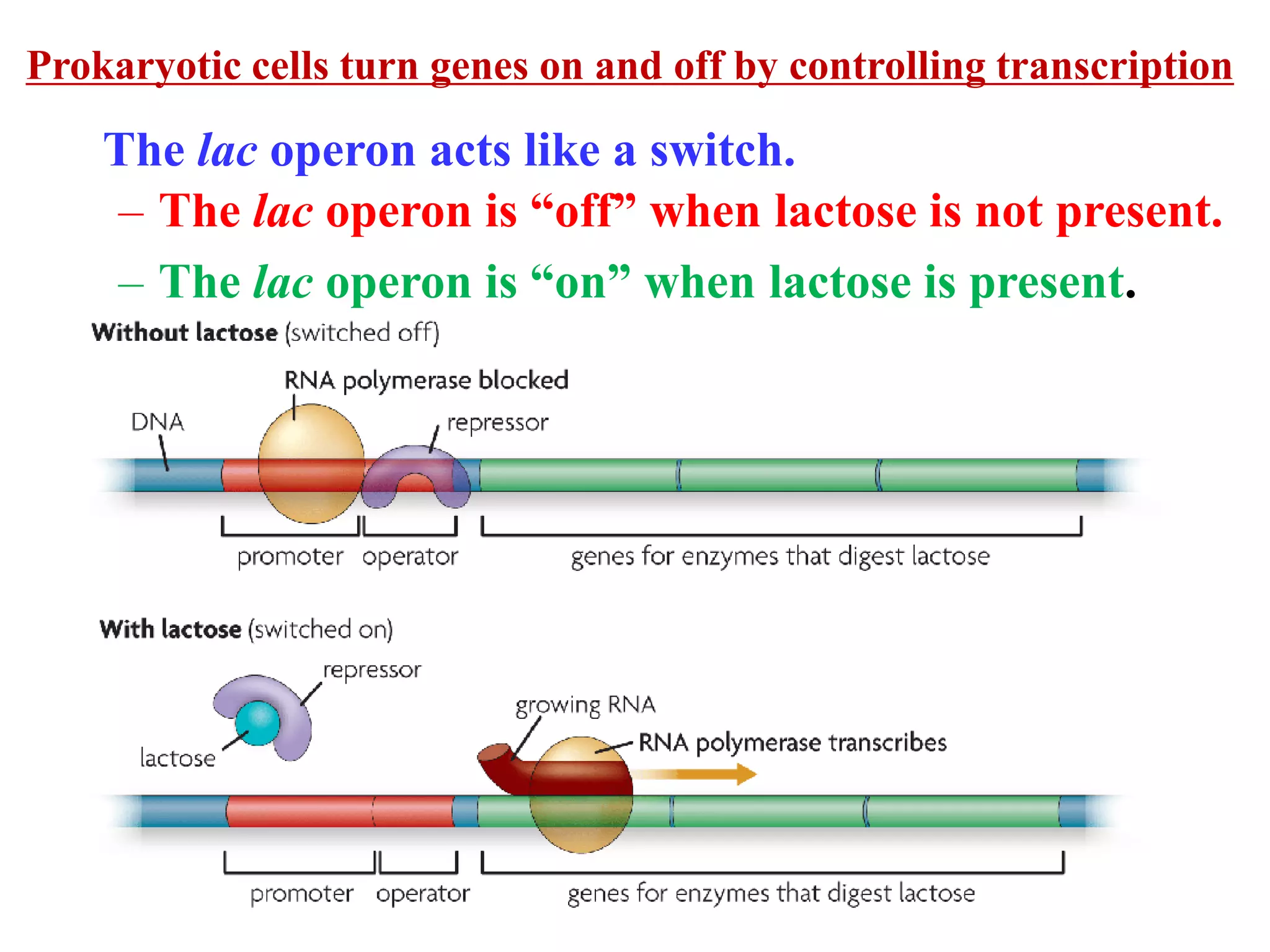 lac Operon.pdf