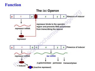 lac Operon.pdf