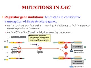 lac Operon.pdf