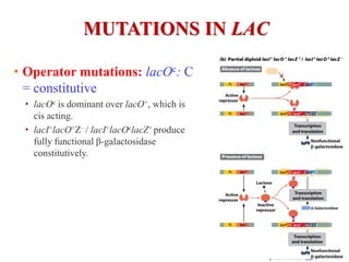 lac Operon.pdf