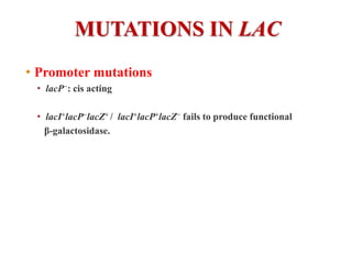 lac Operon.pdf