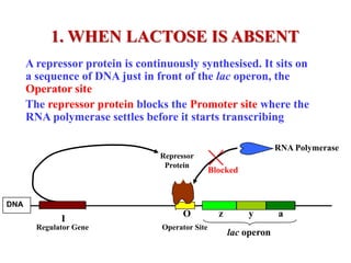lac Operon.pdf