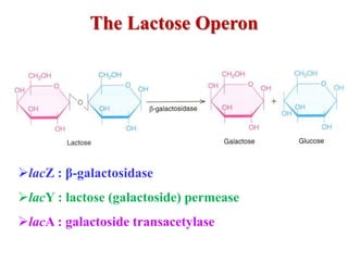 lac Operon.pdf
