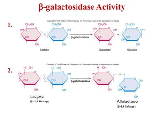 lac Operon.pdf