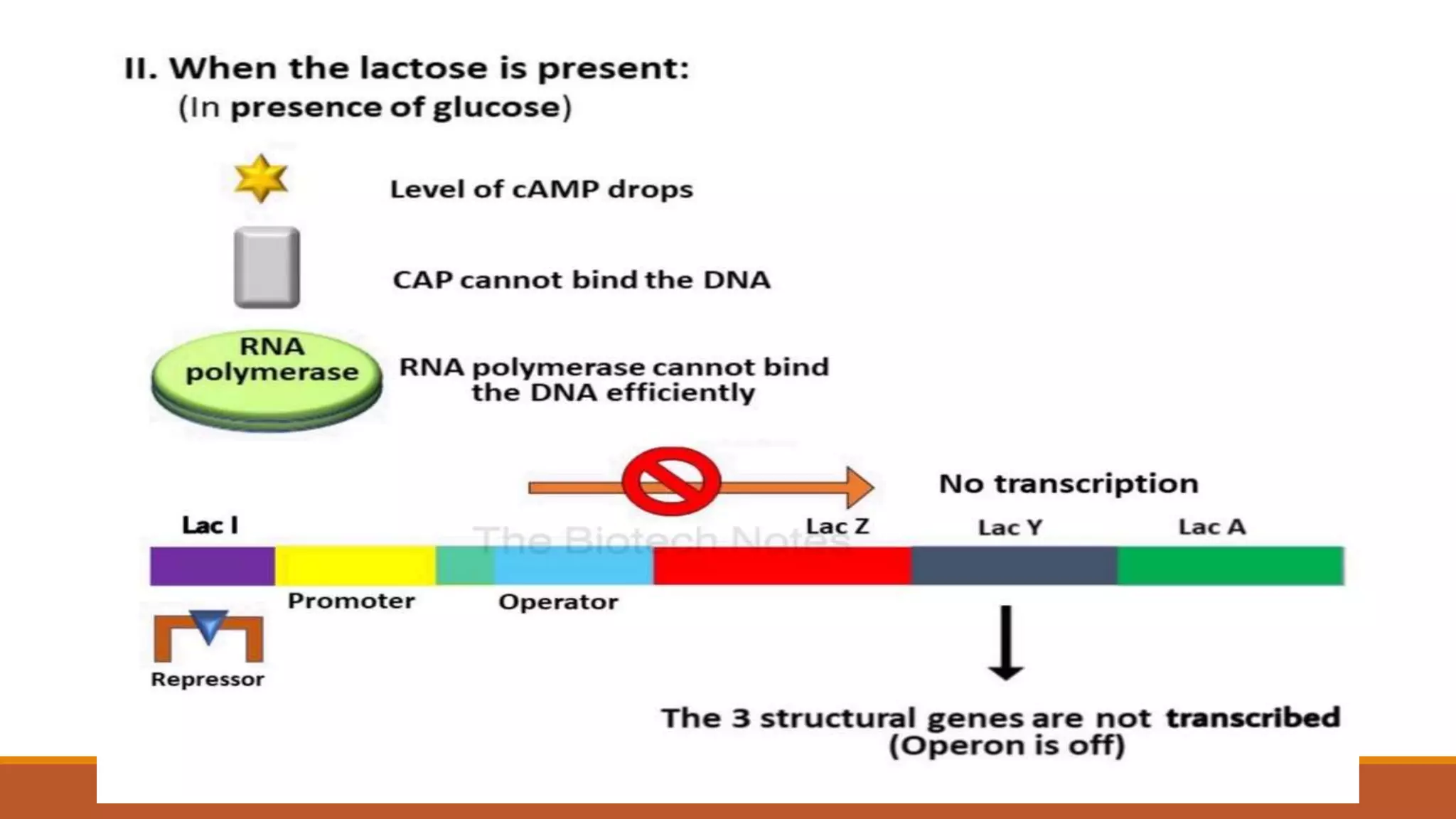 LAC OPERON.pptx