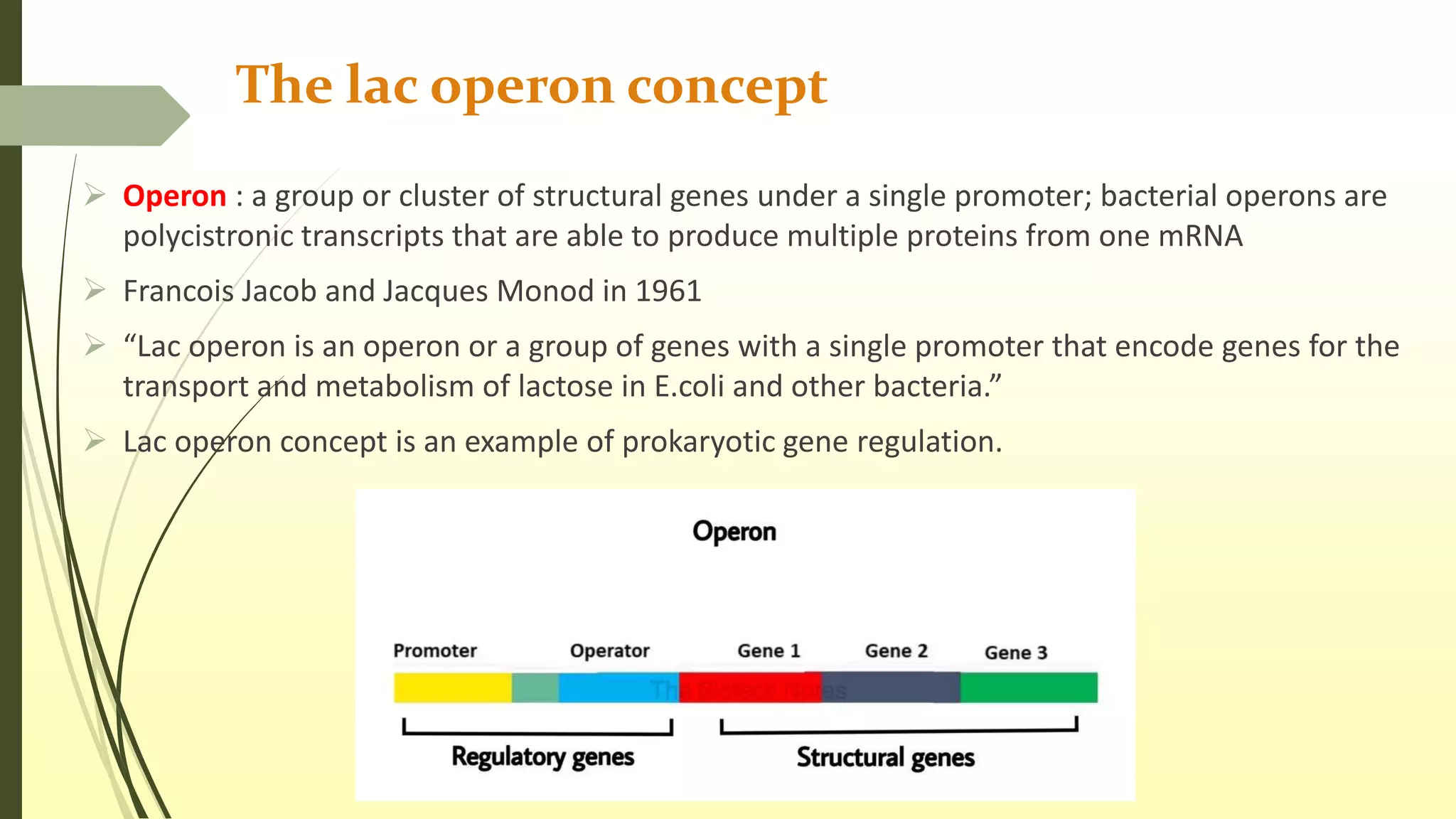 LAC OPERON.pptx