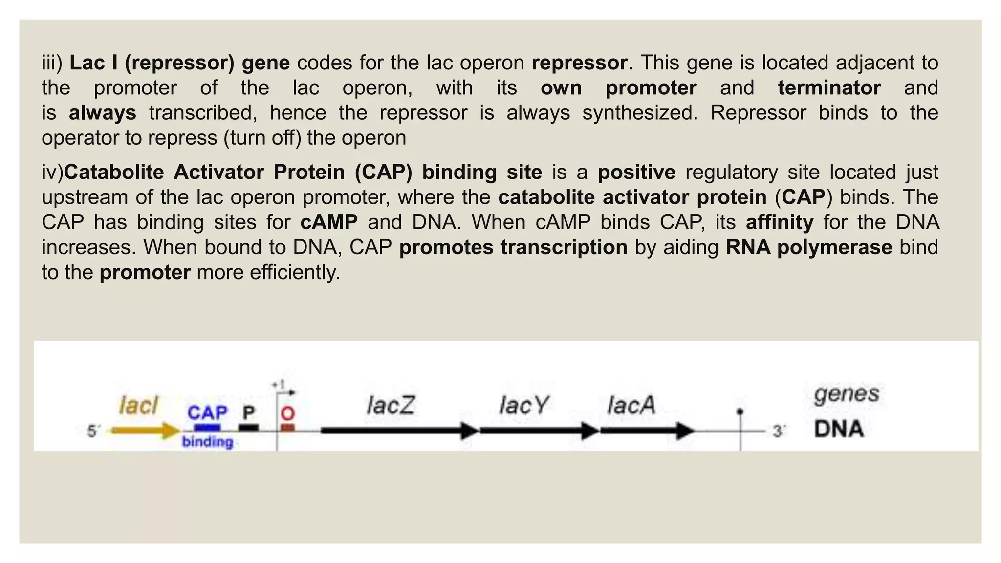LAC OPERON.pptx