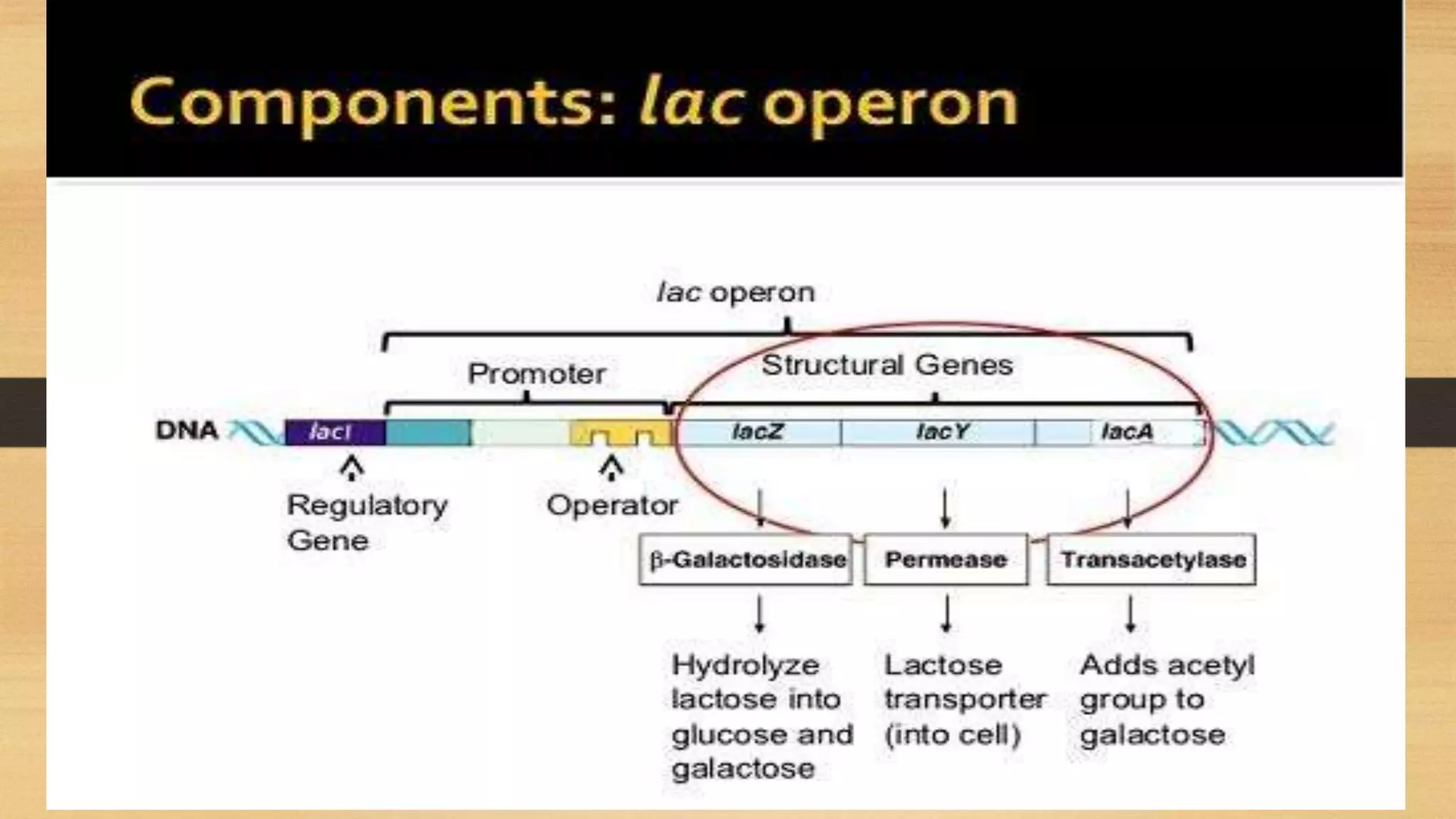 LAC OPERON.pptx
