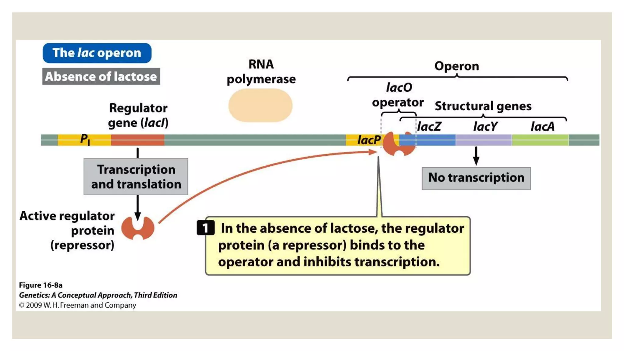 LAC OPERON.pptx