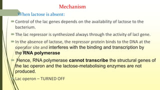 LAC OPERON.pptx