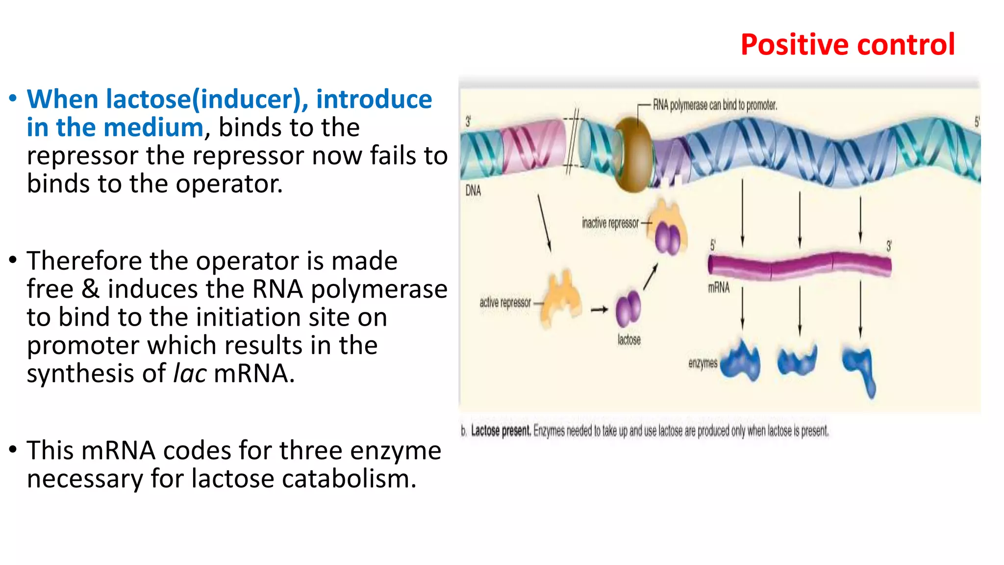 Lac operon.pptx