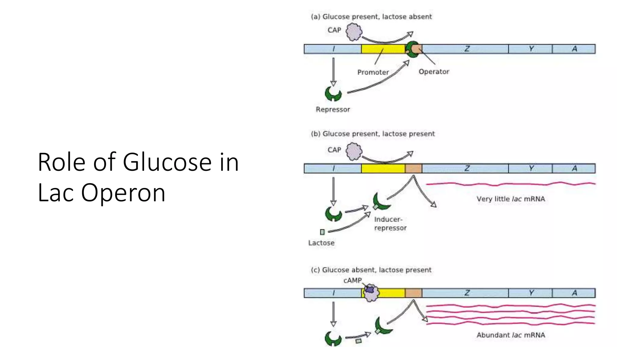 Lac operon.pptx