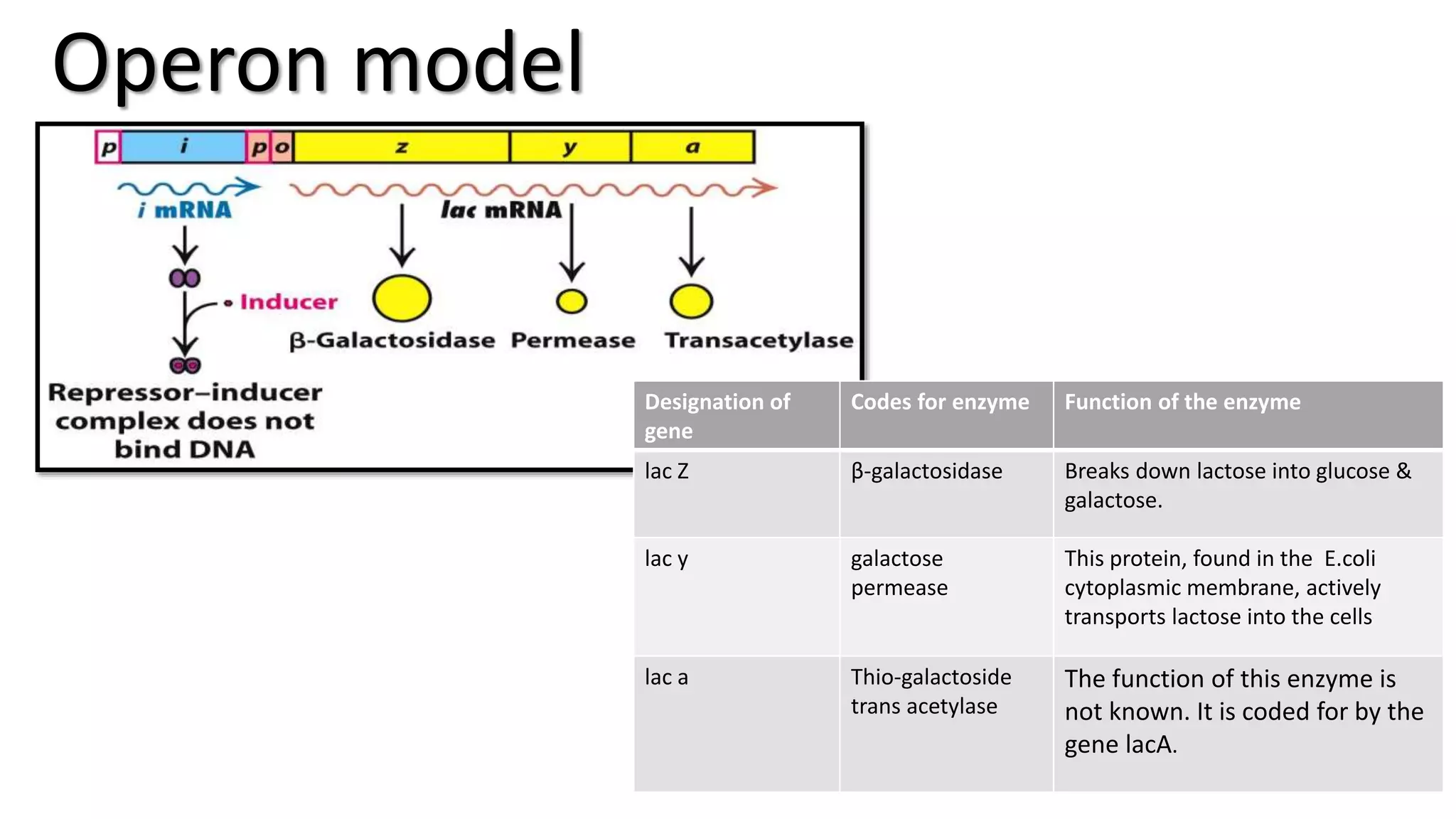 Lac operon.pptx