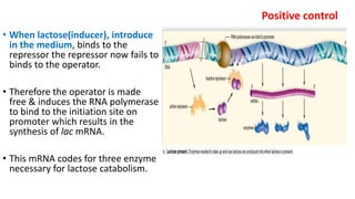 Lac operon.pptx