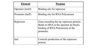 Lac operon.pptx