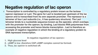 Lac Operon.pdf