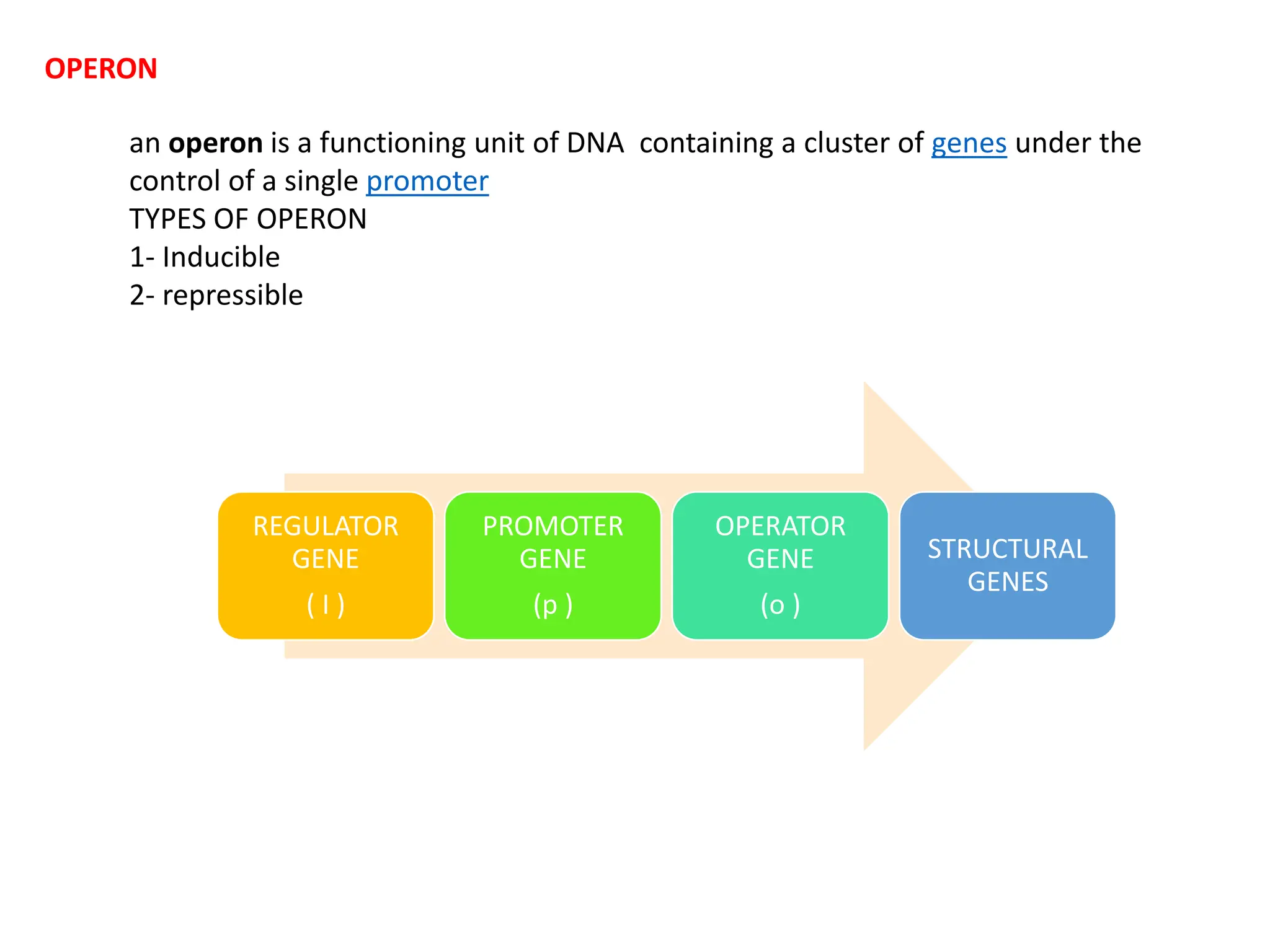 Regulation of gene expression LAC OPERON.pptx