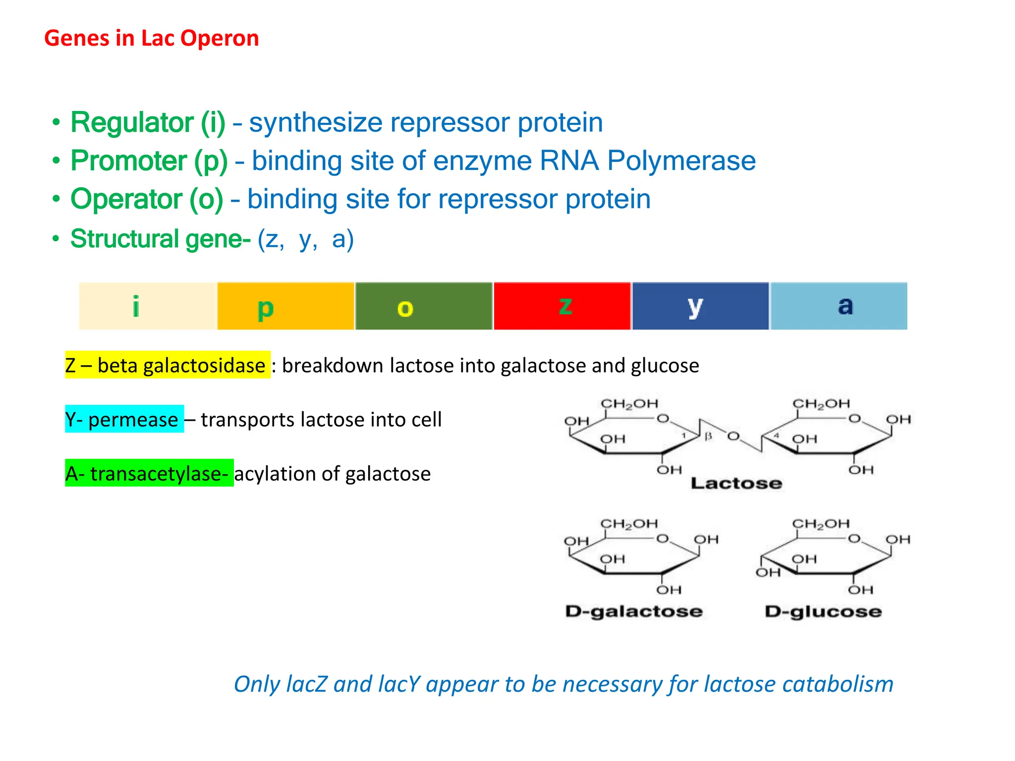 Regulation of gene expression LAC OPERON.pptx