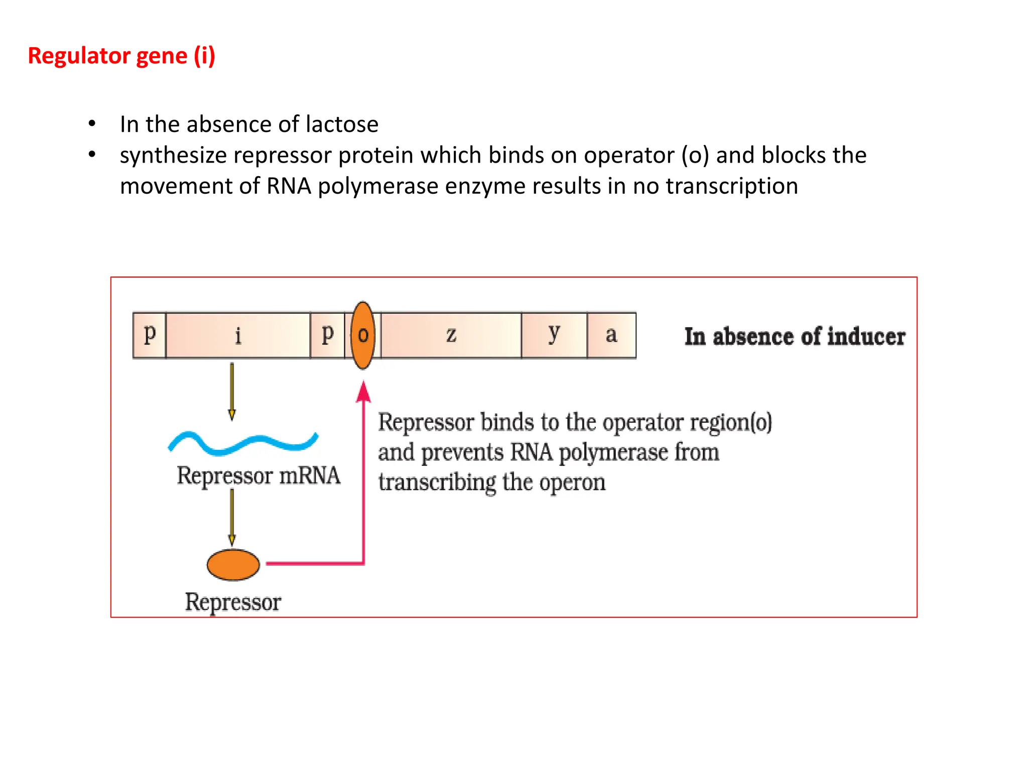 Regulation of gene expression LAC OPERON.pptx
