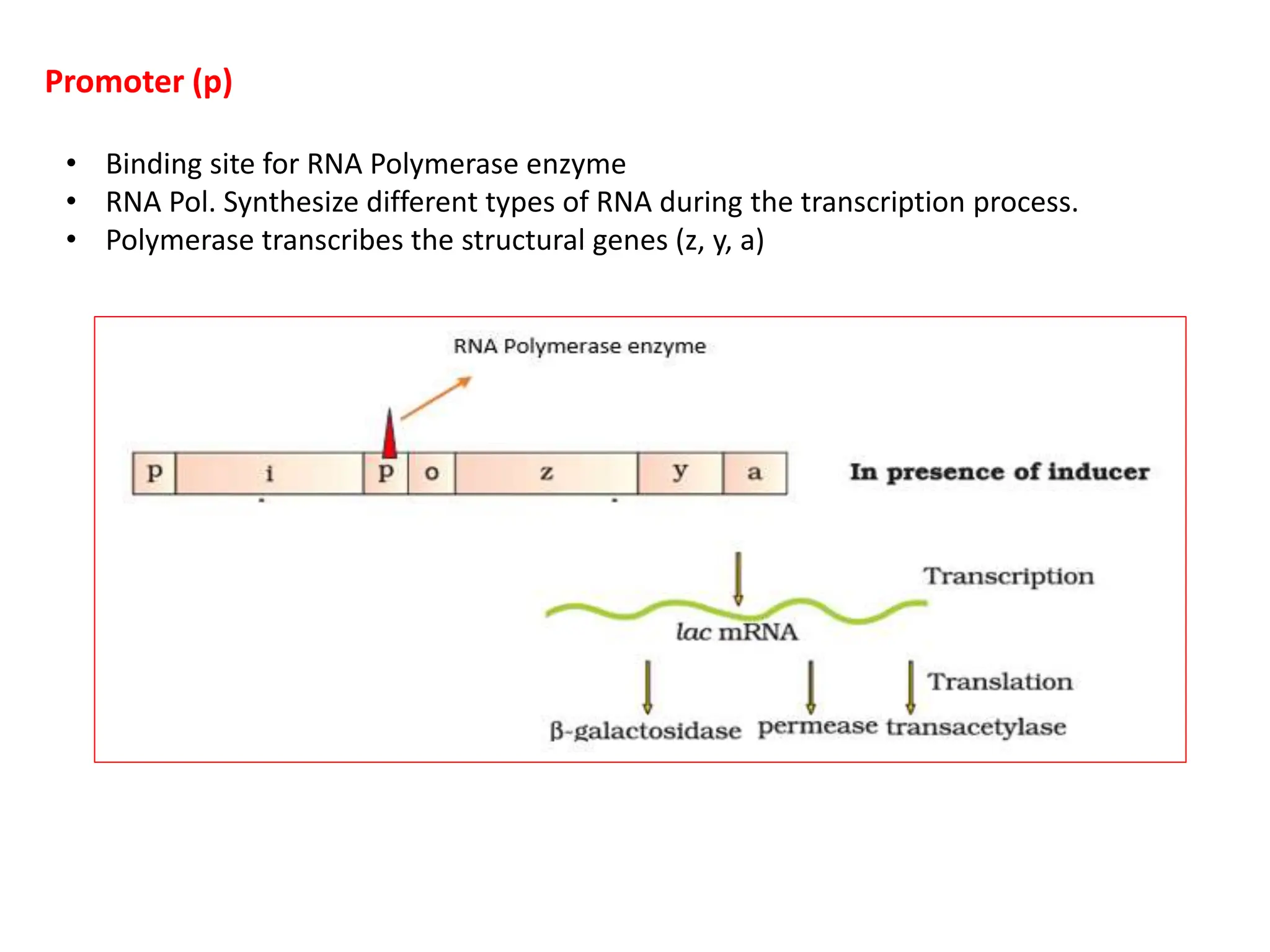 Regulation of gene expression LAC OPERON.pptx