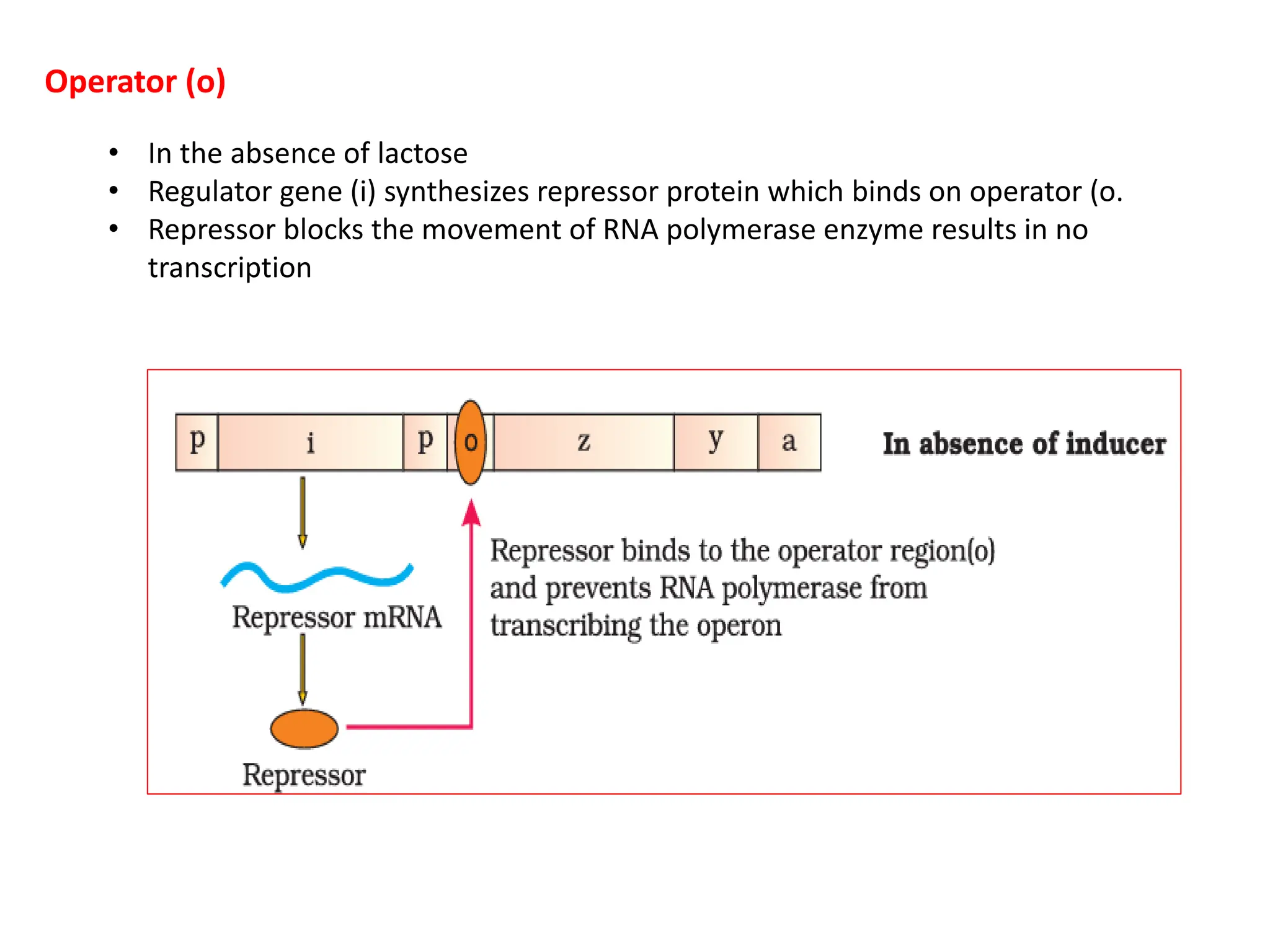 Regulation of gene expression LAC OPERON.pptx
